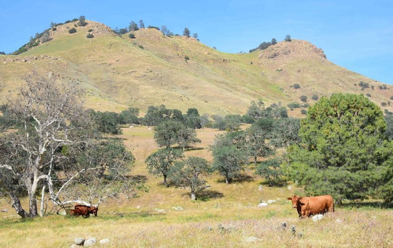 The Loop Ranch: Cattle ranching heritage sets stage for nature preserve ...
