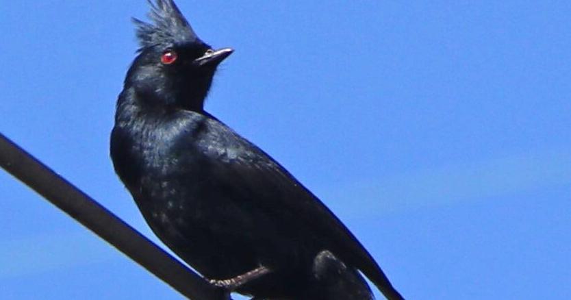 Pen in Hand: Phainopepla: a bird that looks like no other | Lifestyle ...