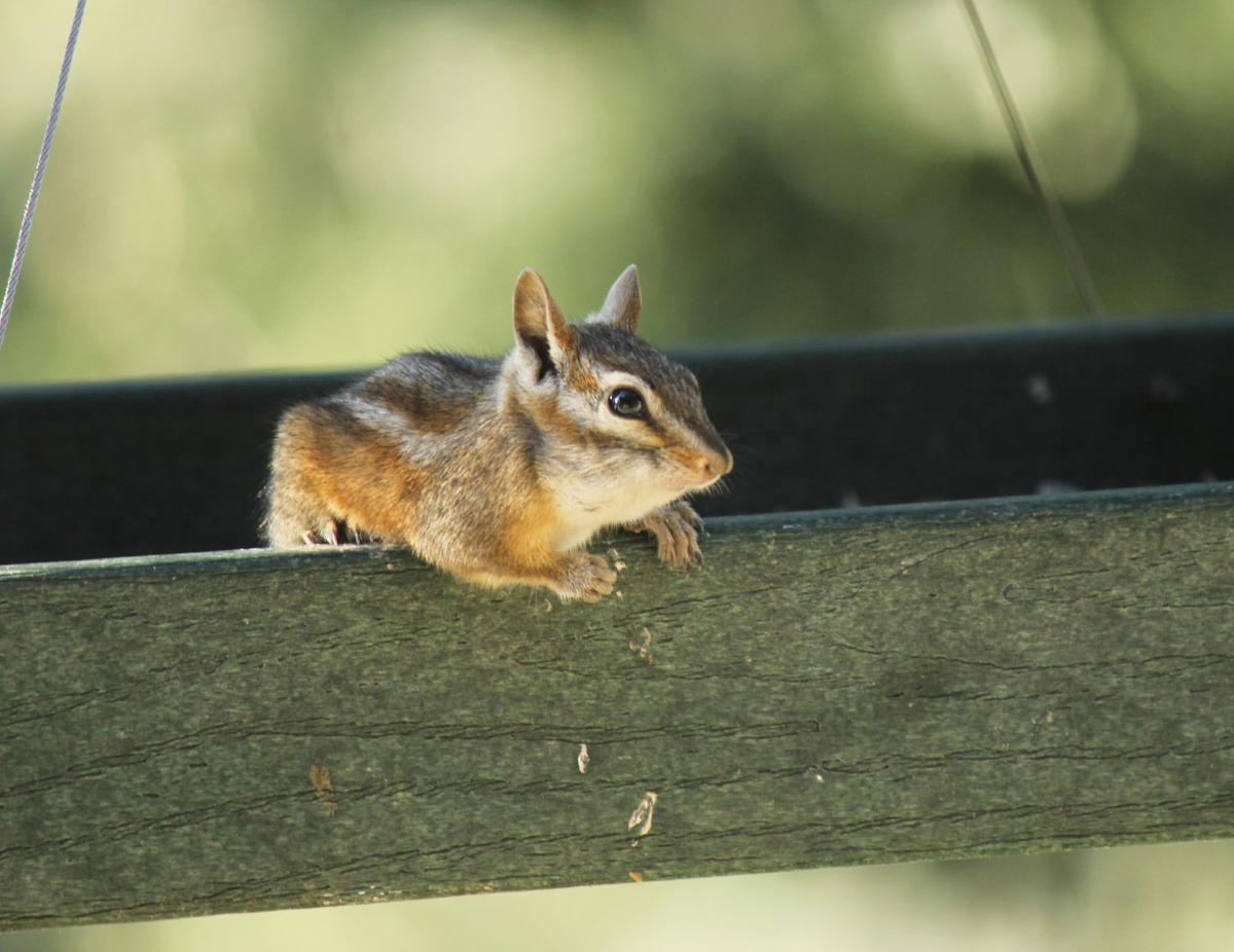 cliff chipmunk