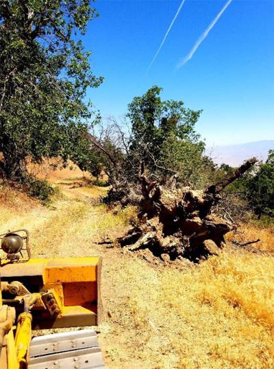 Bear Valley CSD seeks forestry grants to buy equipment, reduce ...