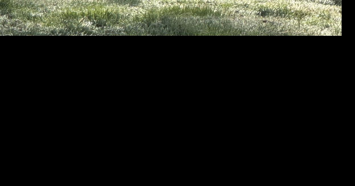 Visitor Guide: Enjoy the wildlife and more | Visitor-guide | tehachapinews.com