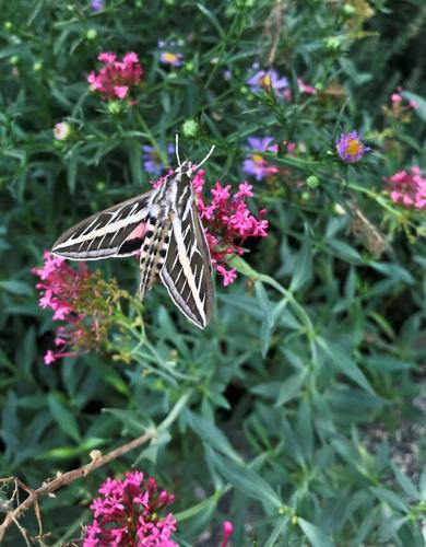 Pen in Hand: White-lined Sphinx Moth: the soft flutter of evening wings ...