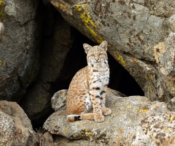 Pen in Hand: The wildlife photography of Heather Liebman: a beautiful ...
