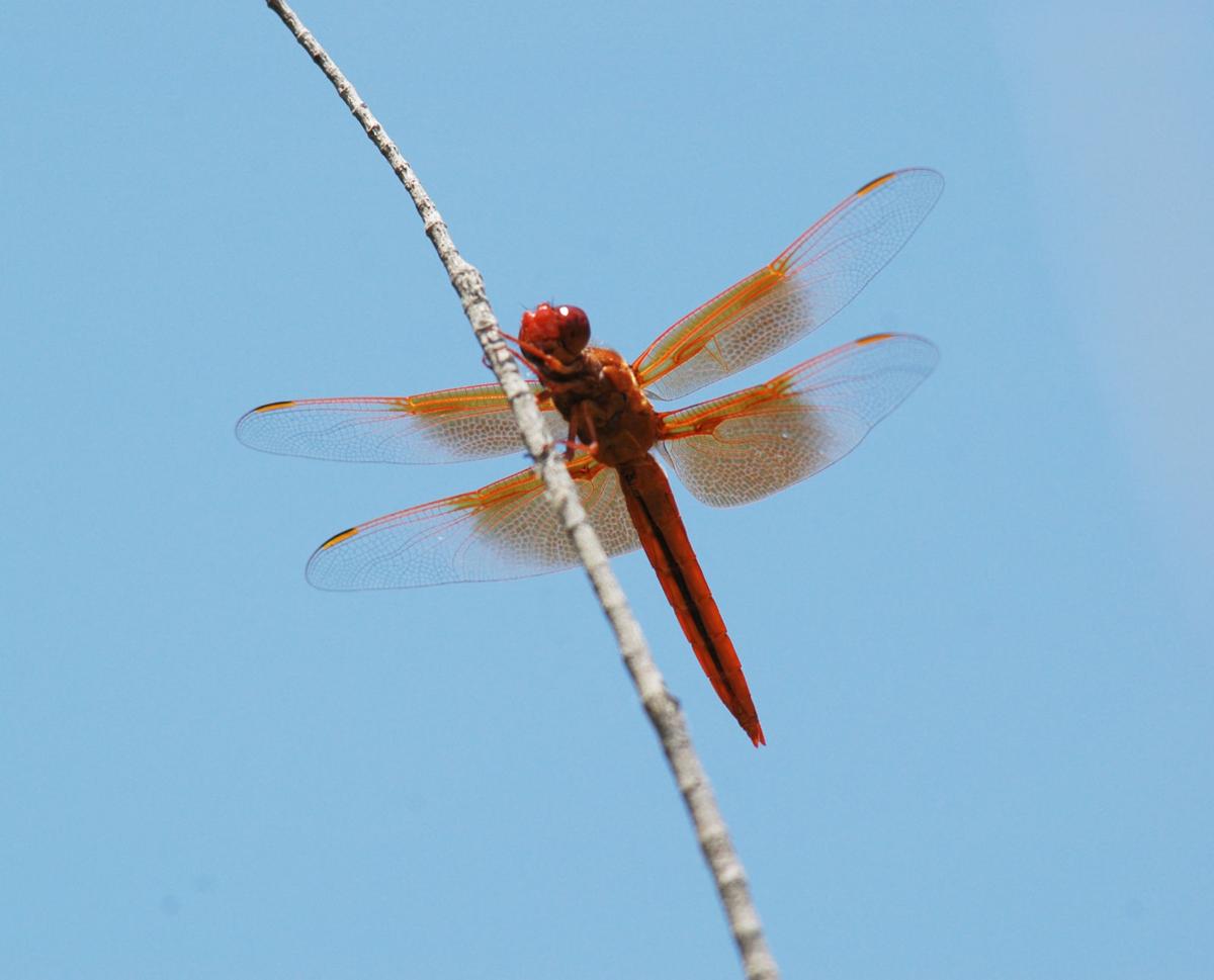 dragonfly sightings