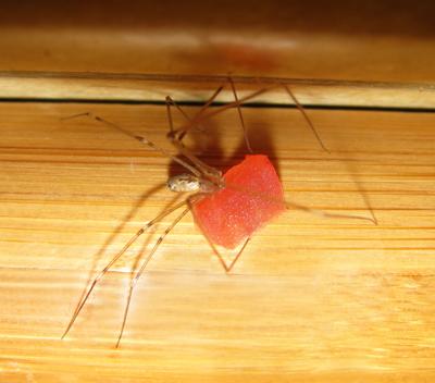 tomato spider