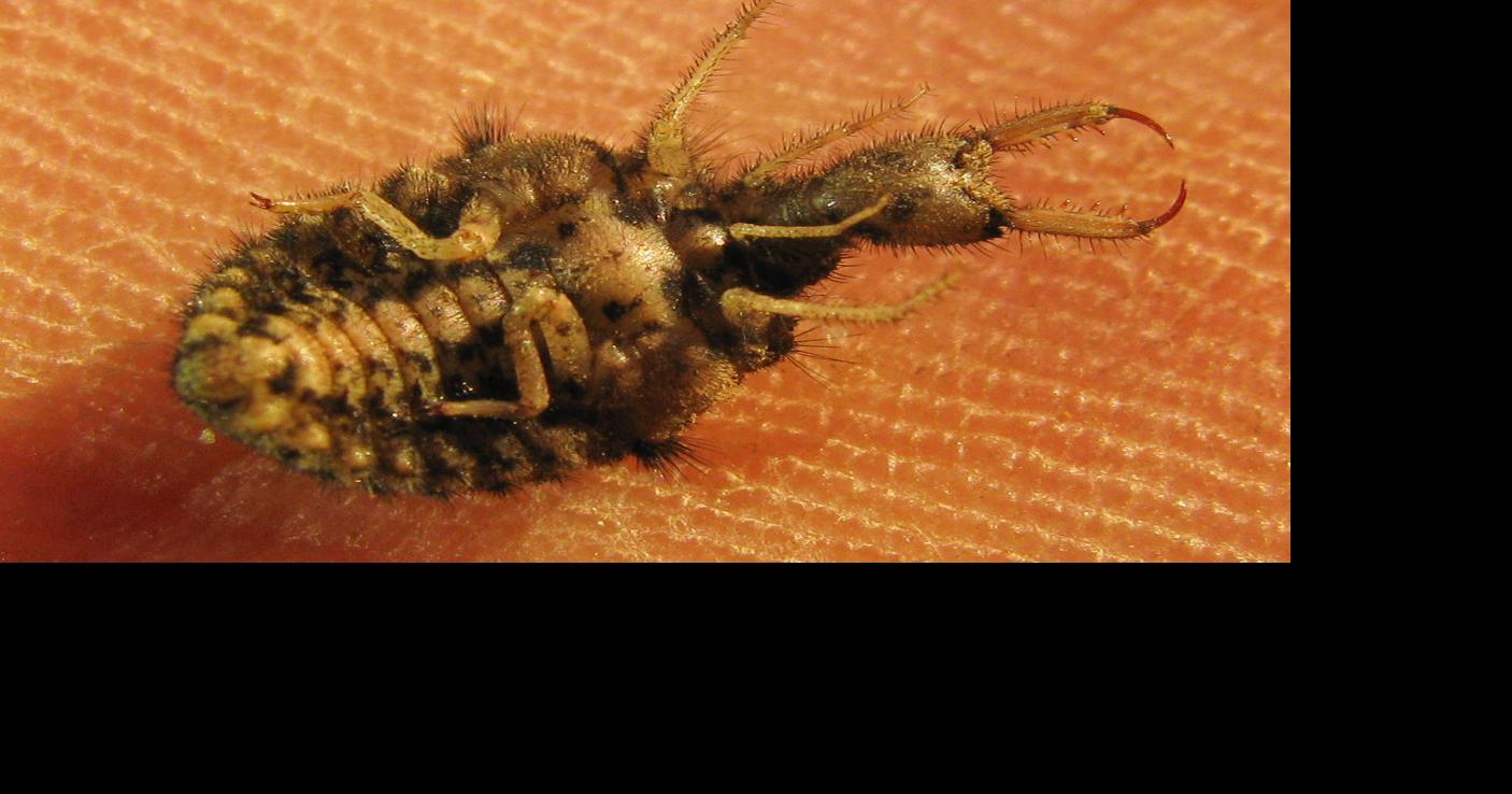 doodlebug antlion bite