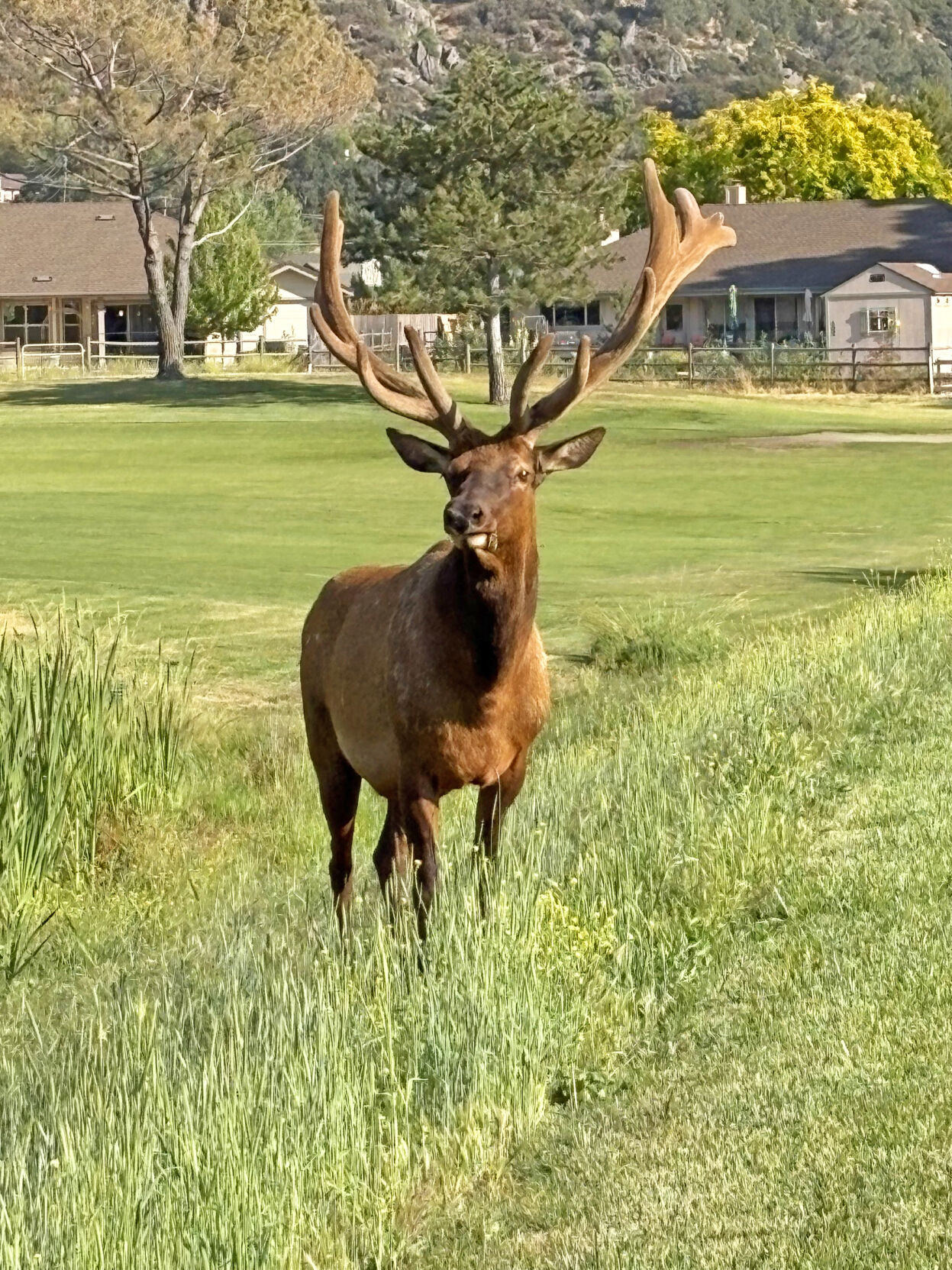 Pen in Hand: All on a Fourth of July in Tehachapi | Lifestyle | tehachapinews.com