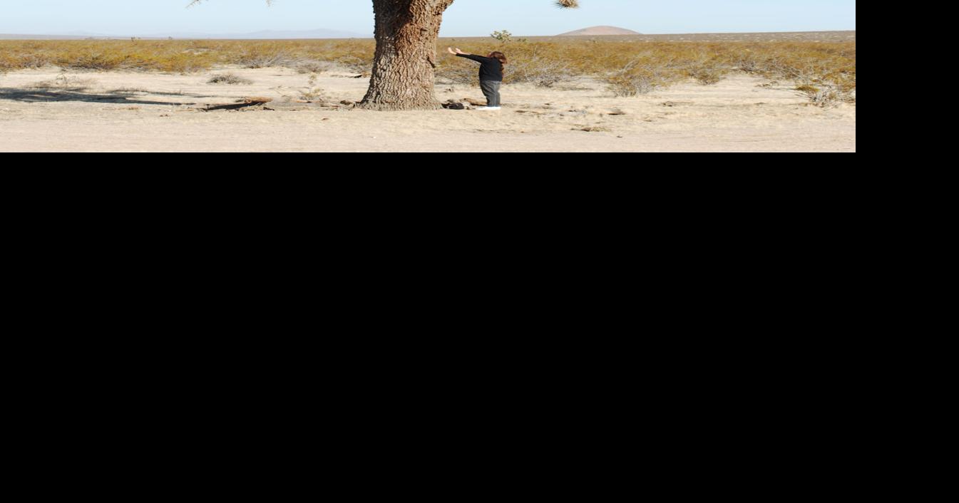The desert giant — a tree that towers over time | Lifestyle ...