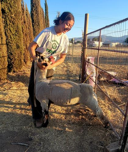 Tehachapi FFA students heading to the Kern County Fair to compete ...