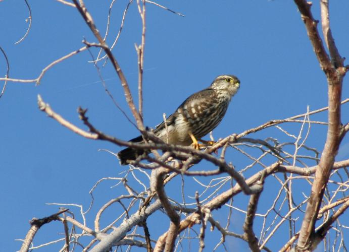 Pen in Hand: Merlin: the bird, not the wizard | Lifestyle ...