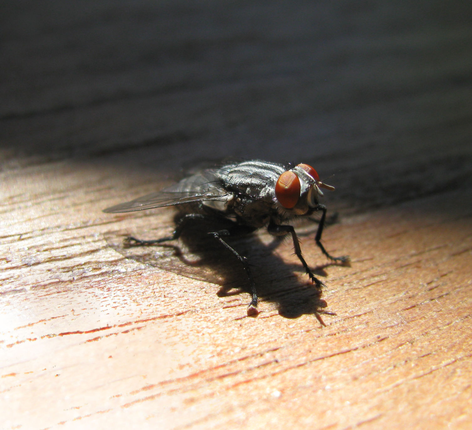 Big fly store