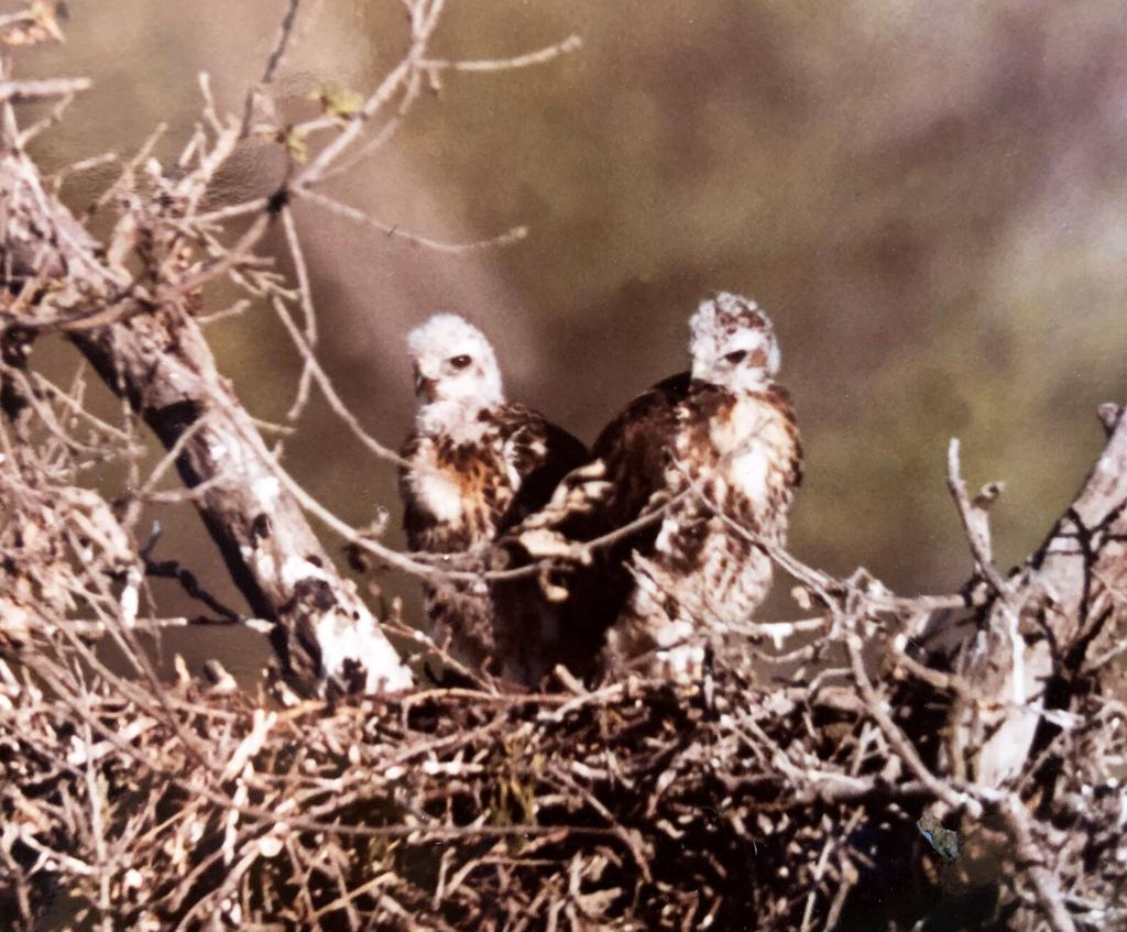 red hawk babies