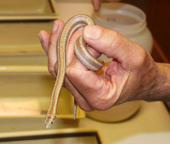 Pen in Hand: Tim Turmezei brings live snakes to Red Rock Canyon program ...