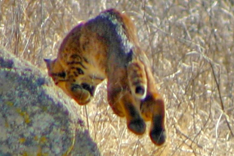 bobcats prey