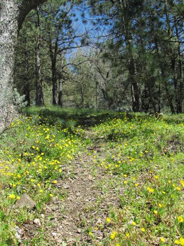 Visitor Guide: Take a hike! | Visitor-guide | tehachapinews.com