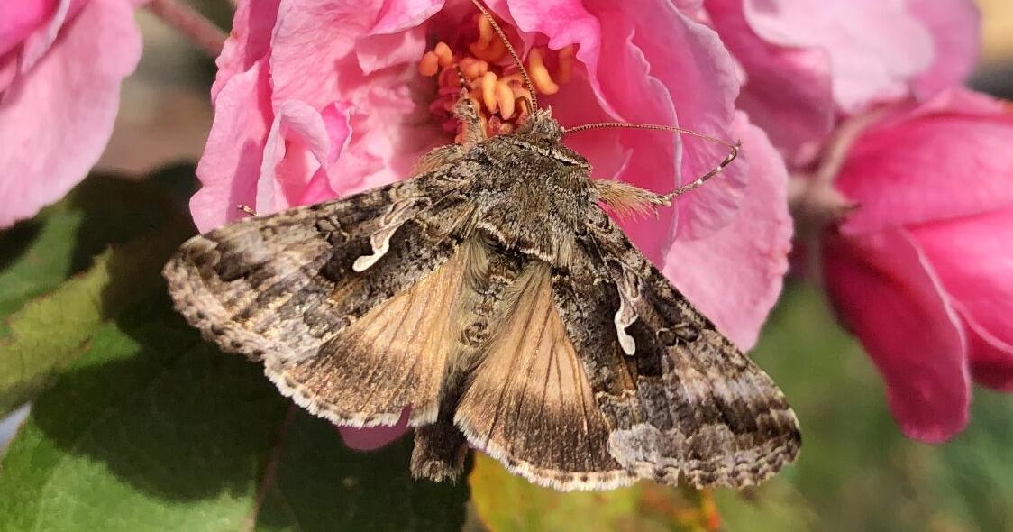 Pen in Hand: Owlet moths can sense the echolocation of hunting bats ...