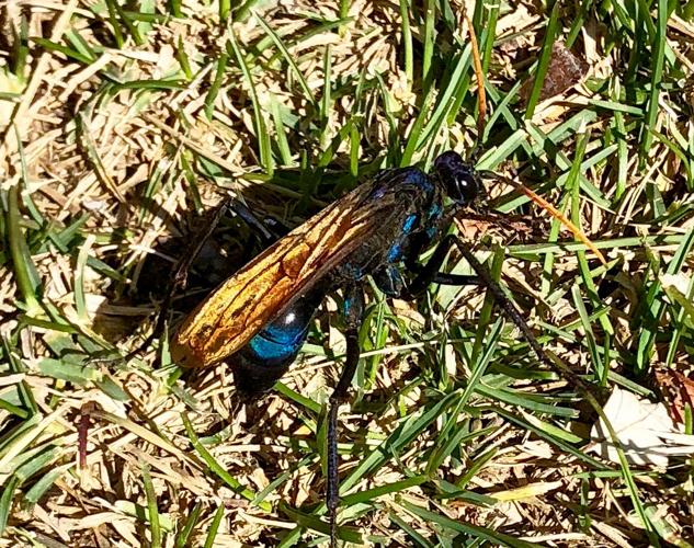 Pen in Hand: Excruciating beauty: tarantula hawks are wasps with ...