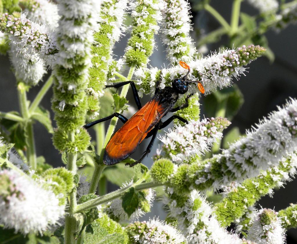 orange tarantula hawk