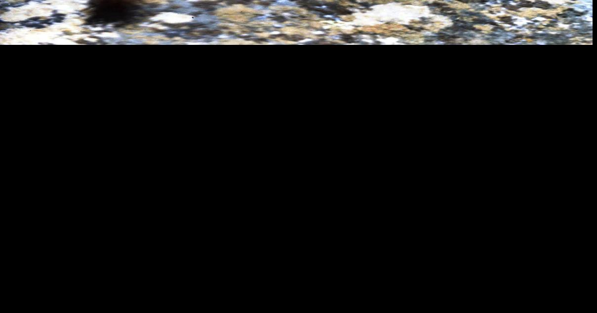 Pen In Hand: Long-tailed Weasels | Lifestyle | tehachapinews.com