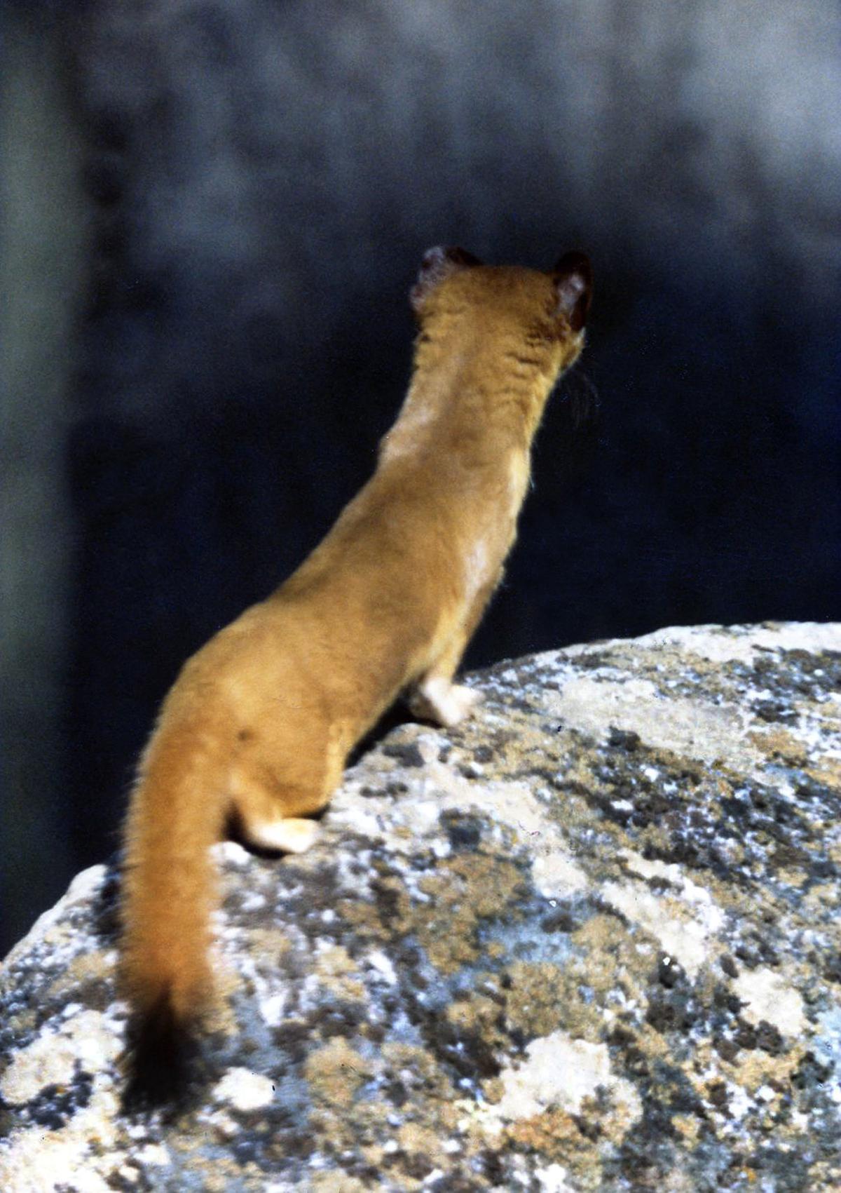 Pen In Hand: Long-tailed Weasels | Lifestyle | tehachapinews.com