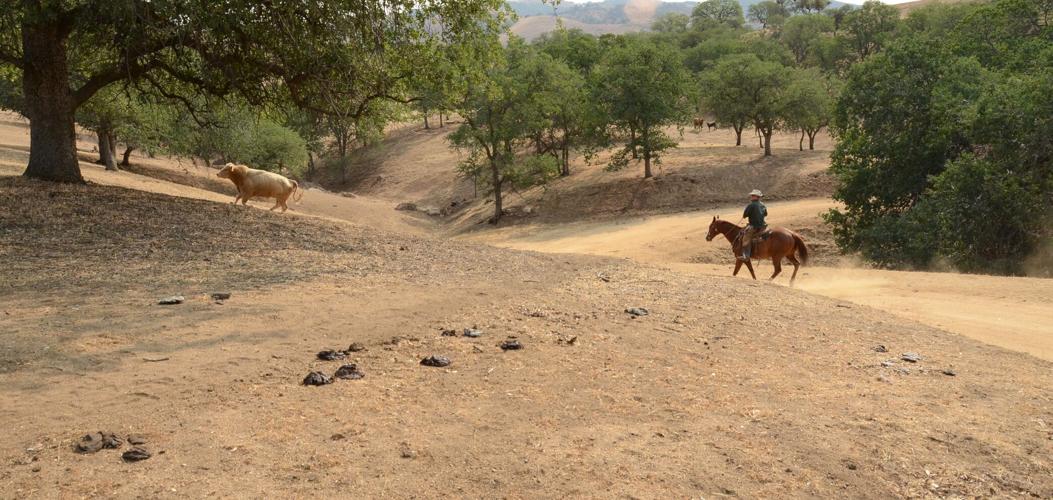 The Loop Ranch: Cattle ranching heritage sets stage for nature preserve ...