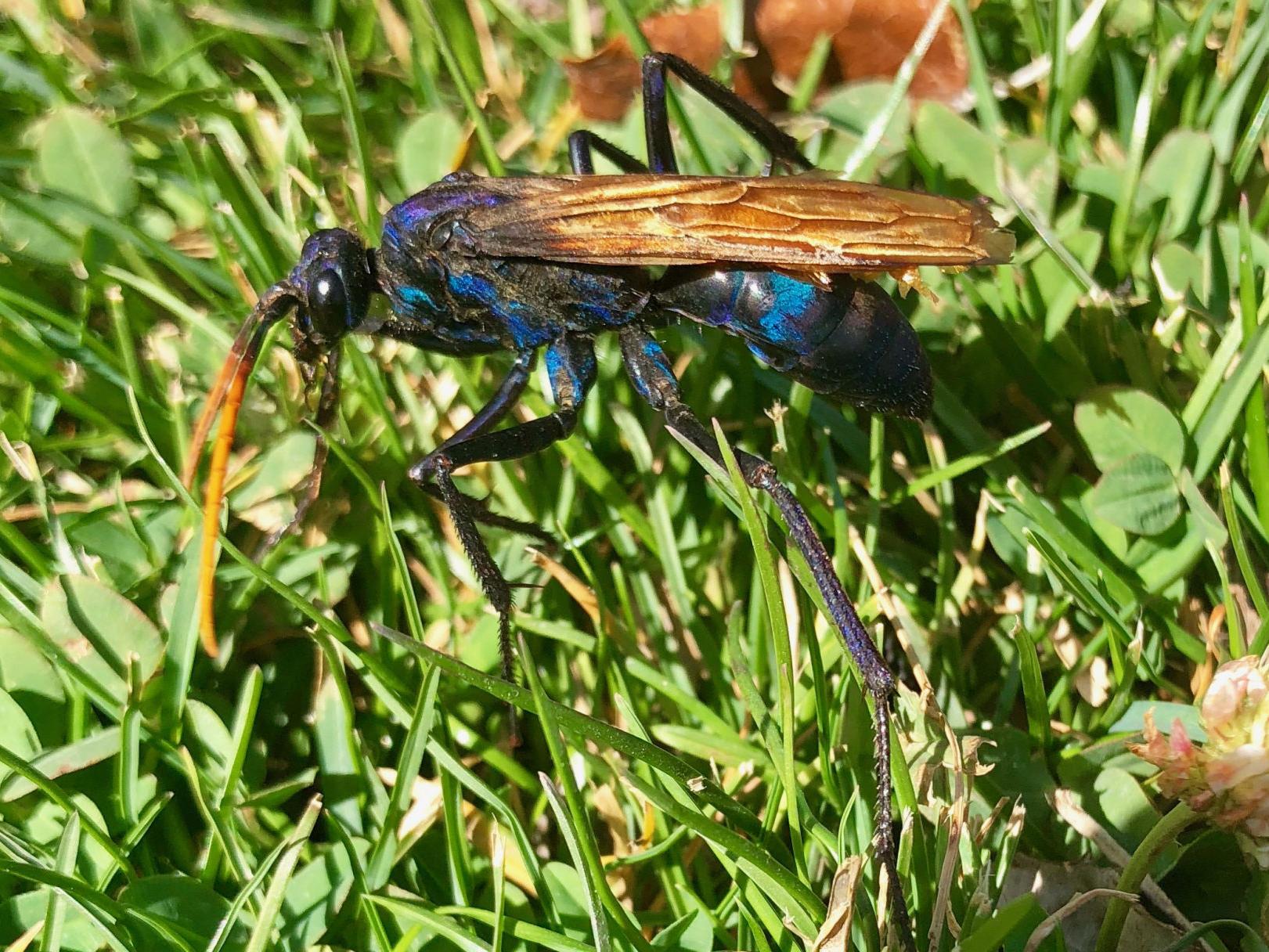 tarantula hawk sting effects