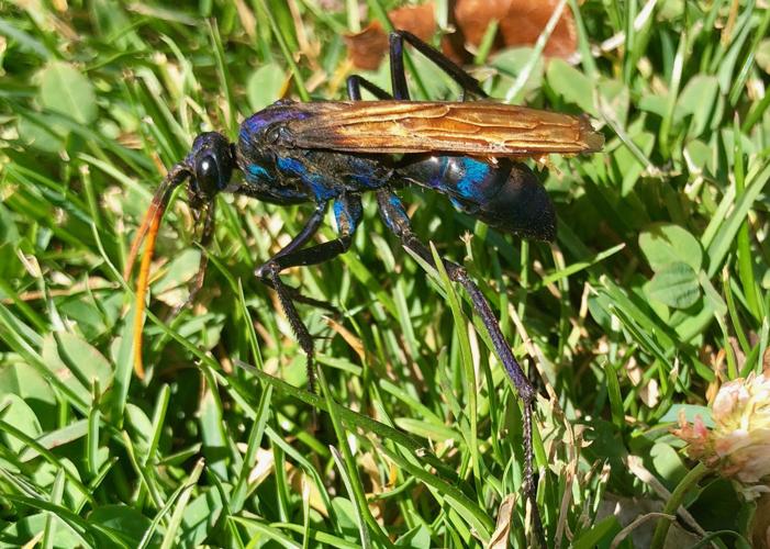 Pen in Hand: Excruciating beauty: tarantula hawks are wasps with ...
