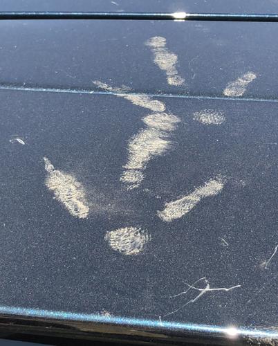 Pen in Hand: Endangered California Condors visit Tehachapi — dozens of ...