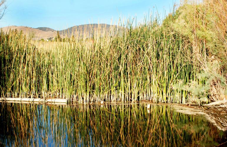Pen In Hand: Tule duck decoy: an ancient California craft continues ...
