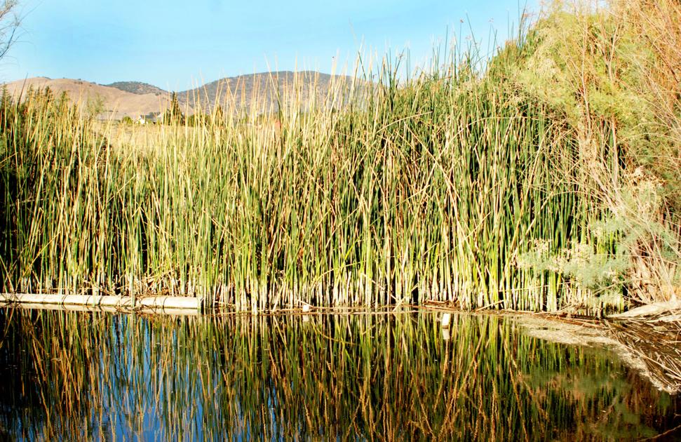 Pen In Hand: Tule duck decoy: an ancient California craft continues ...