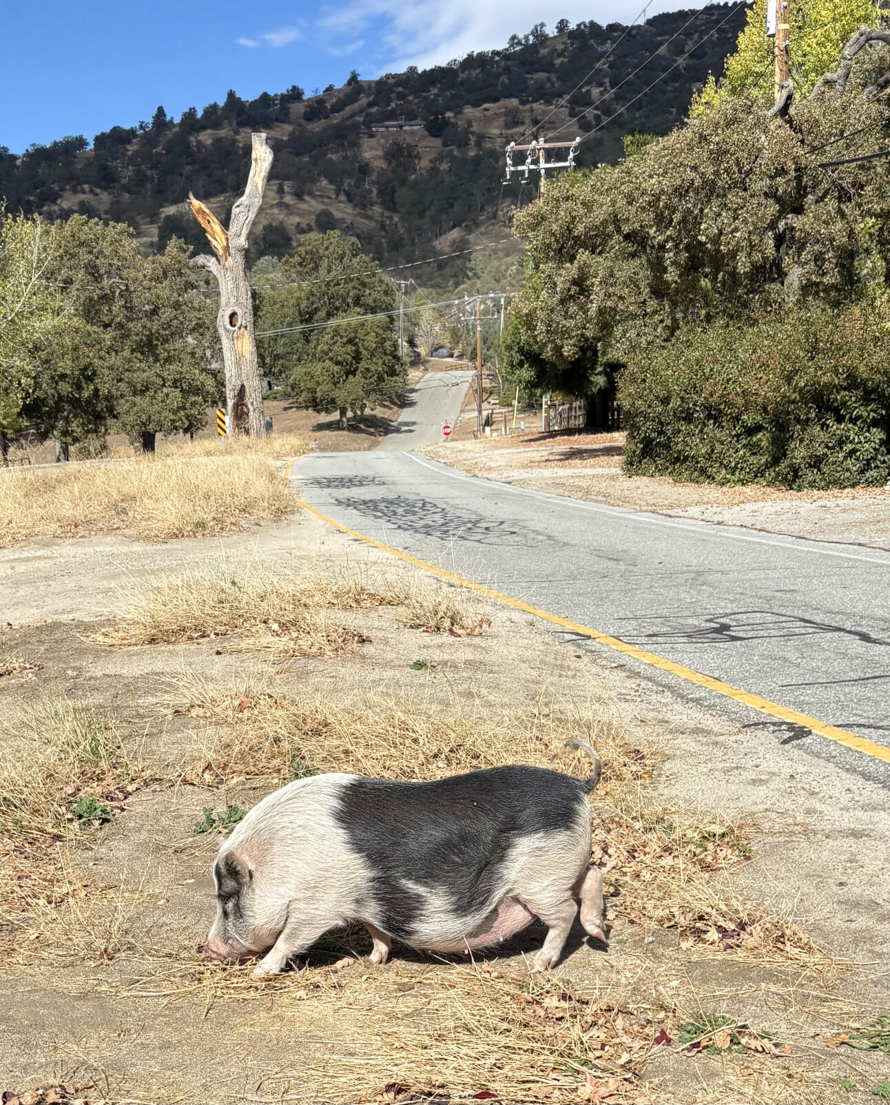 Natural Sightings: Road hog | Lifestyle | tehachapinews.com