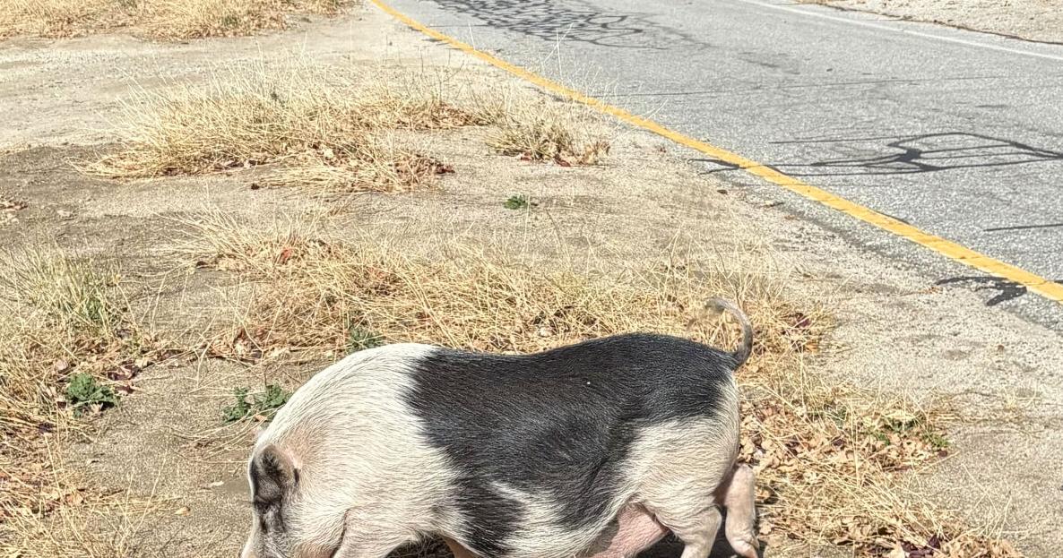 Natural Sightings: Road hog | Lifestyle | tehachapinews.com