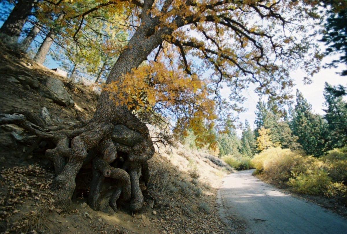 Visitor Guide: Introducing Tehachapi | Visitor-guide | tehachapinews.com