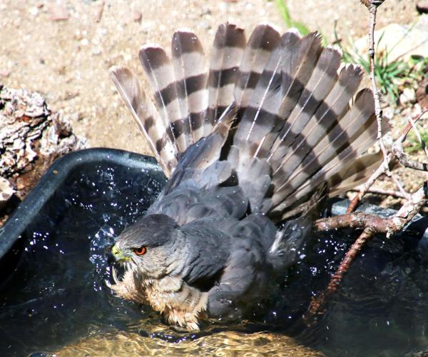 will hawks eat doves