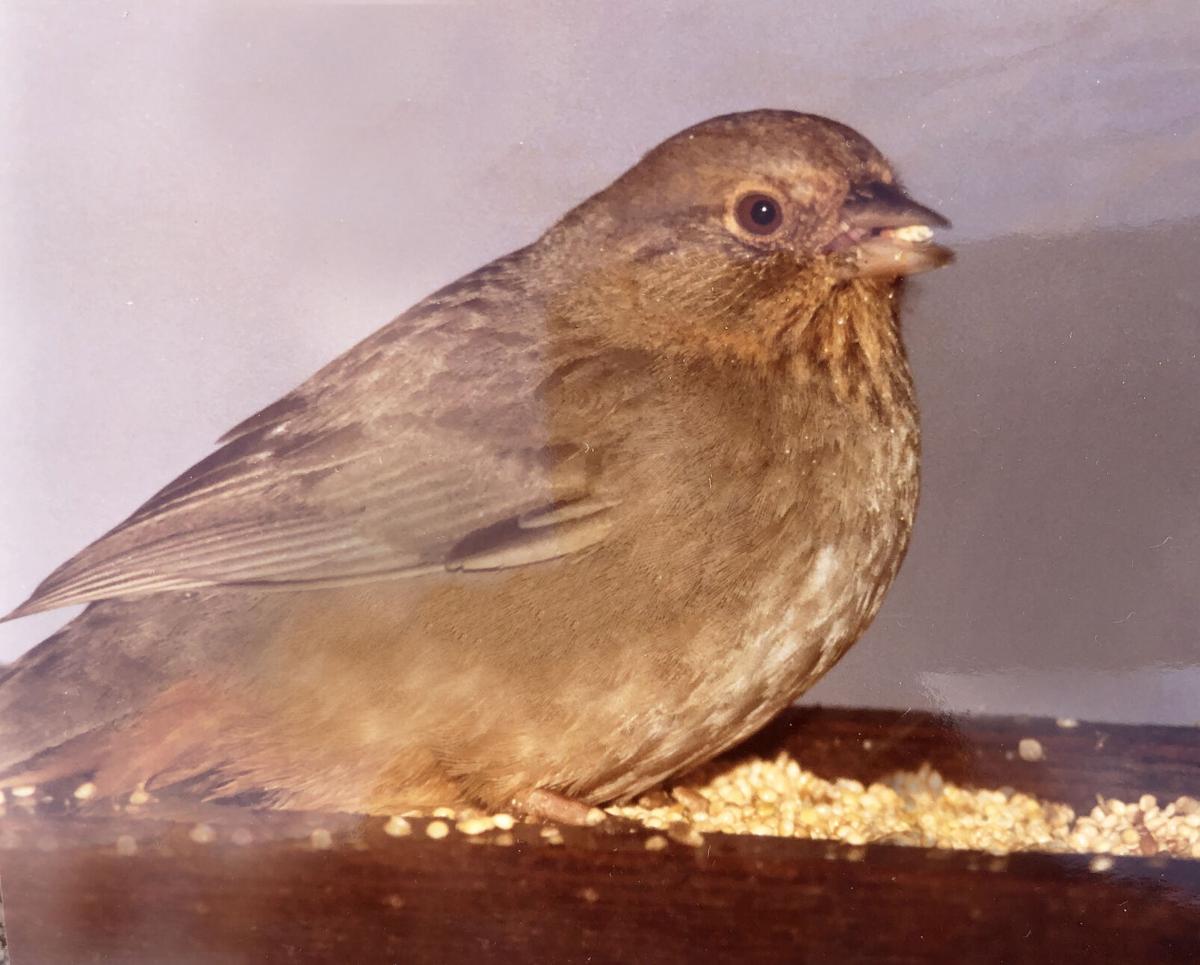 Pen in Hand: California Towhee: common but low-key birds found ...