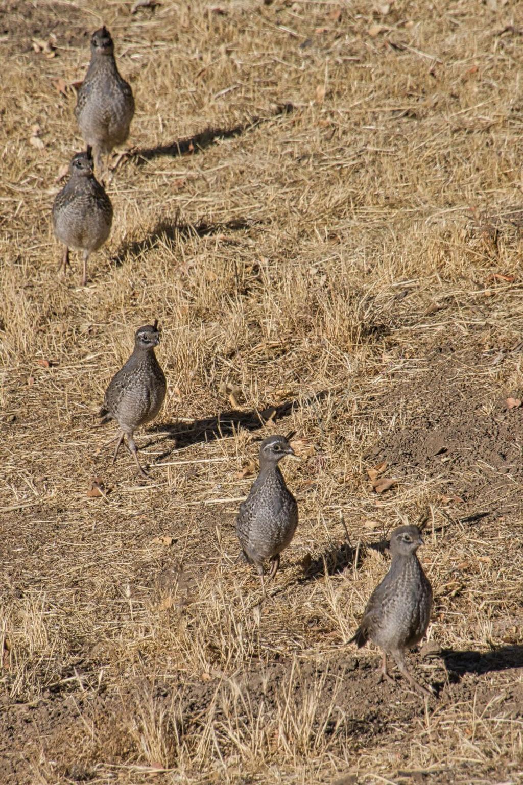 how to draw a baby quail