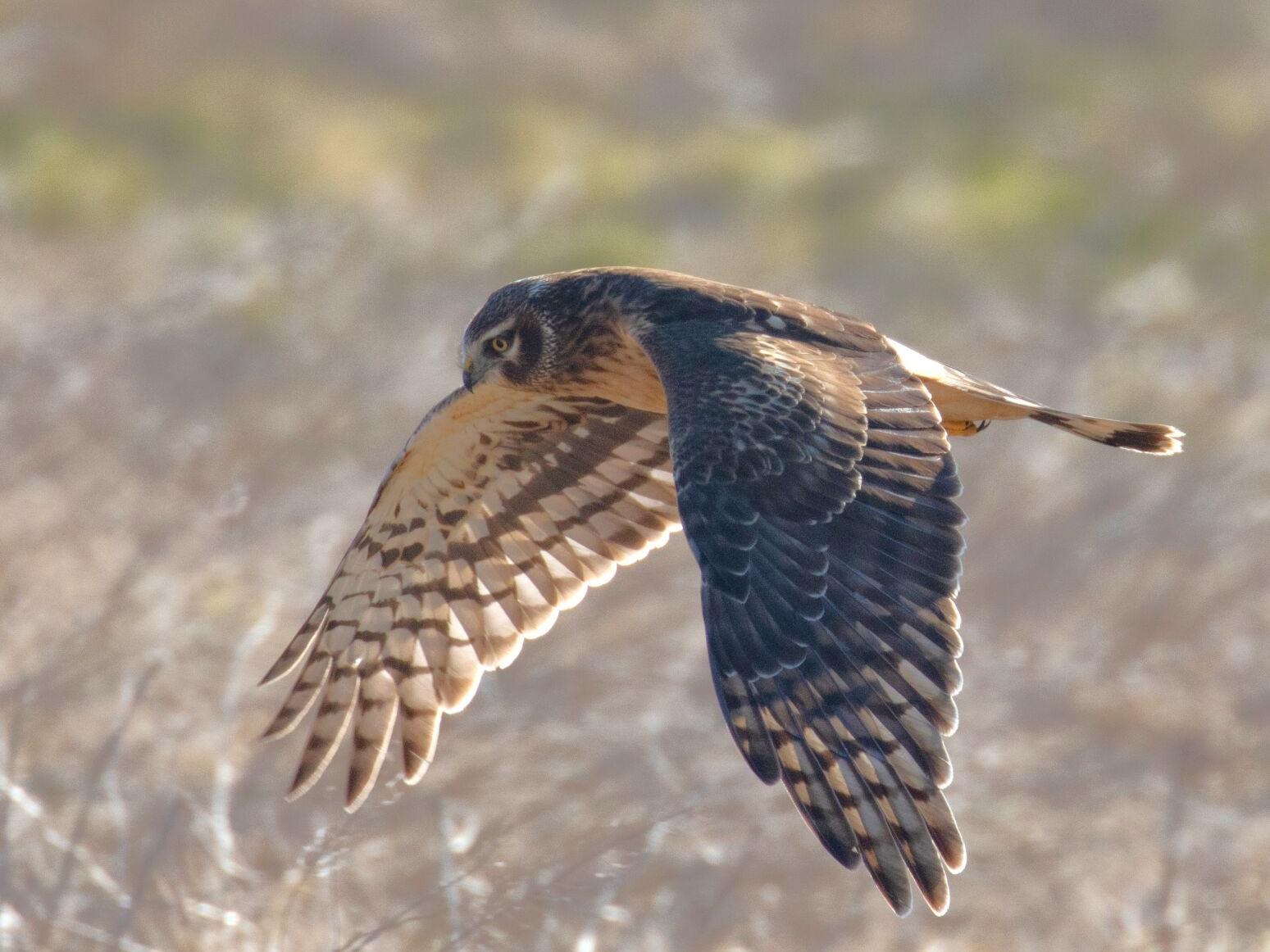 hawk harrier