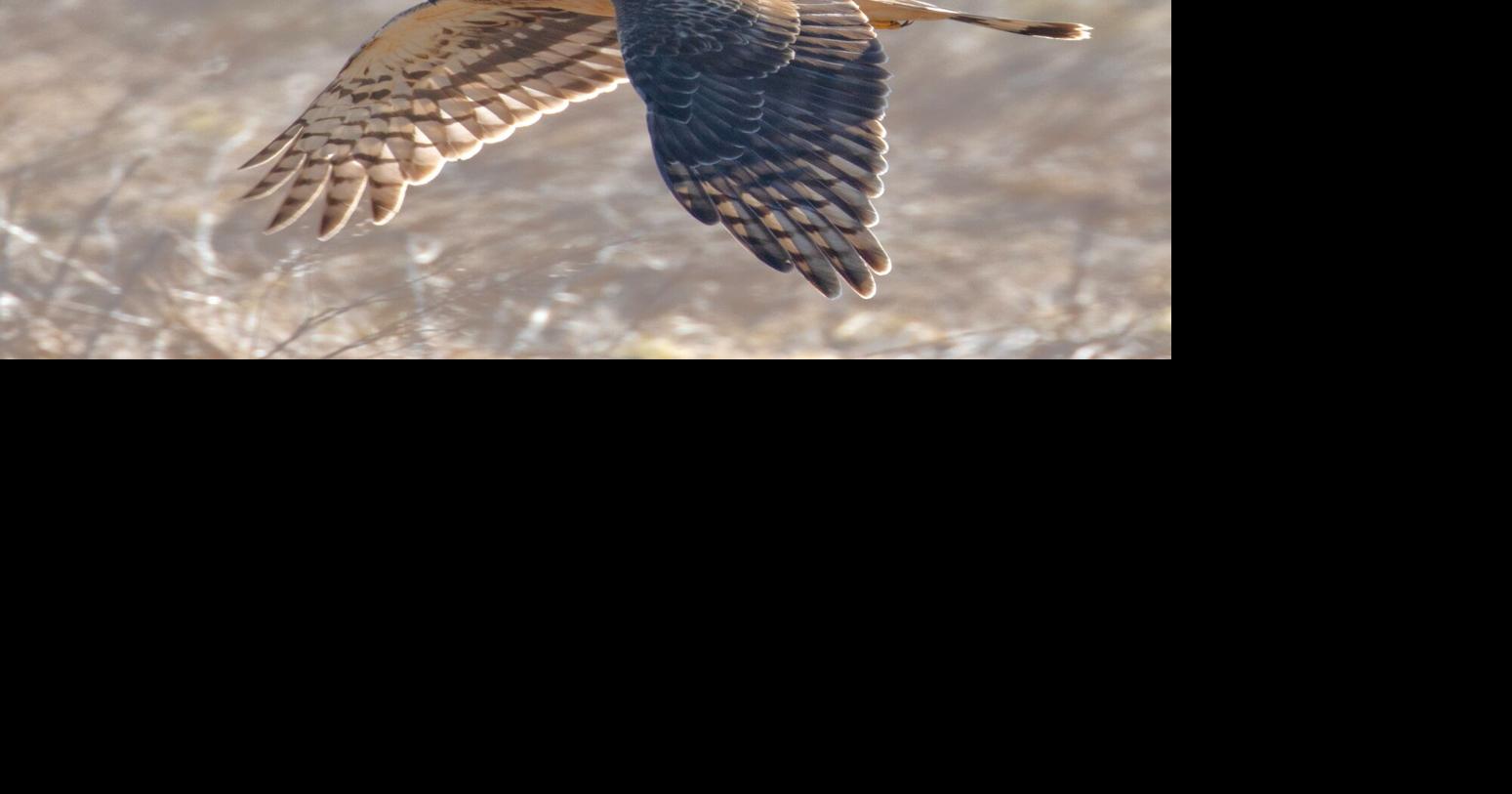 Natural Sightings: The hawk with an owl face | Lifestyle ...