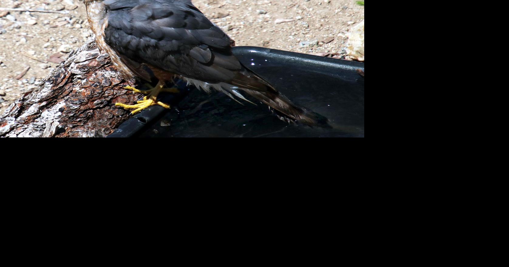 Pen in Hand: Cooper's Hawks: lightning fast raptors that can catch ...