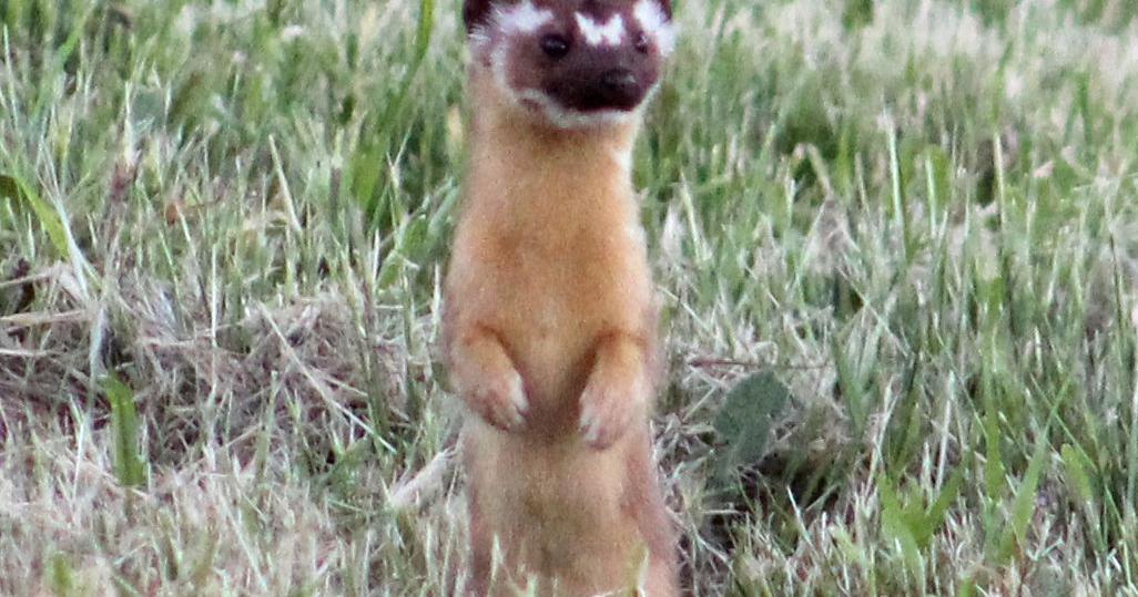 Pen in Hand: Long-tailed Weasels: slender and playful little streaks of ...