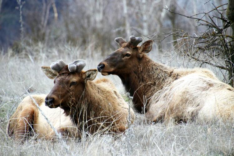 Pen in Hand: Regional Velvet — the elk and deer begin to grow their new ...