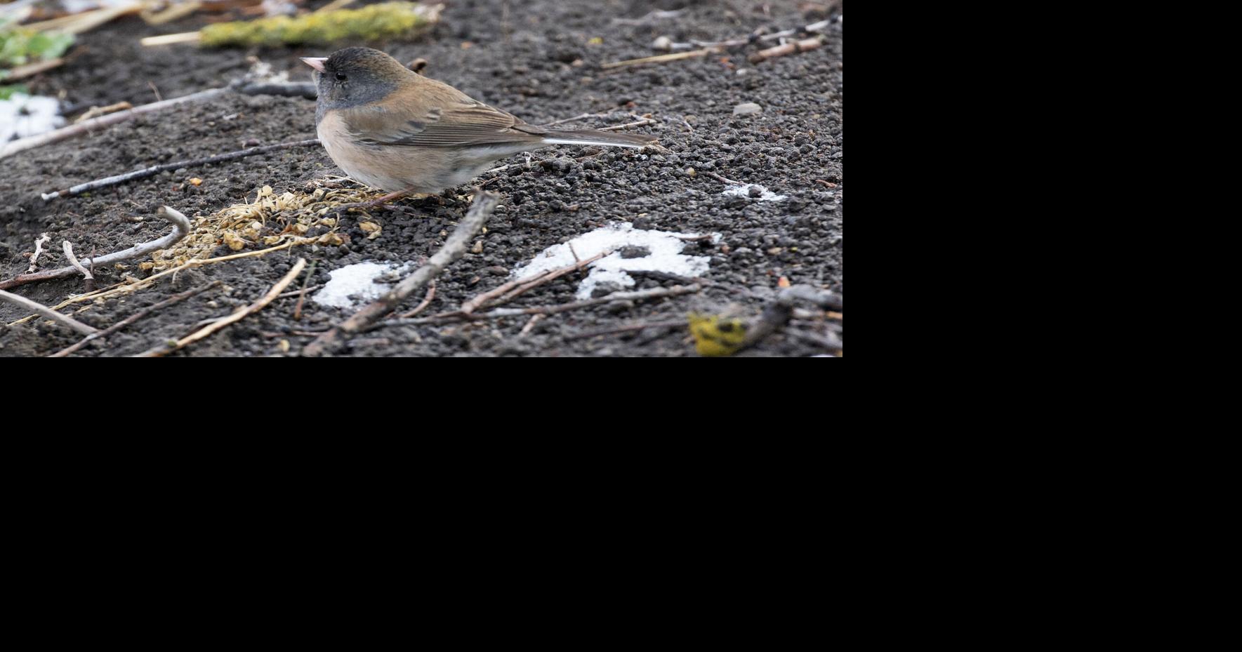 Natural Sightings: Hello little snowbird | Lifestyle | tehachapinews.com