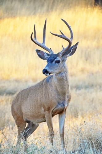 Pen in Hand: The wildlife photography of Heather Liebman: a beautiful ...