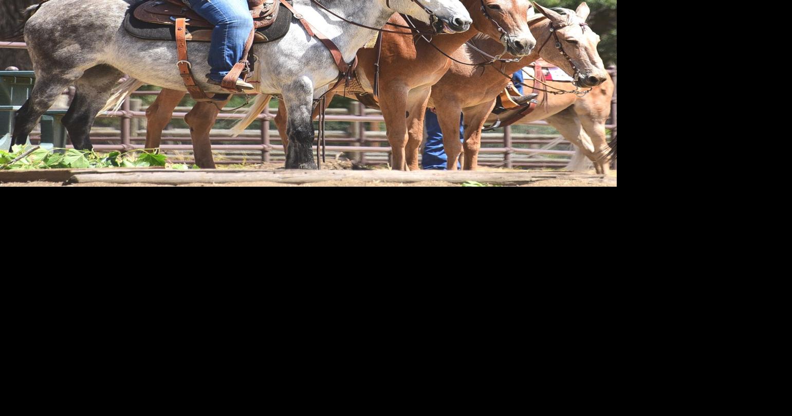 PHOTO GALLERY: Mules, horses — and their people — show their skills ...