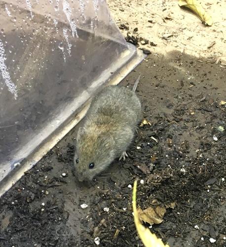 Natural Sightings: The California vole | Lifestyle | tehachapinews.com