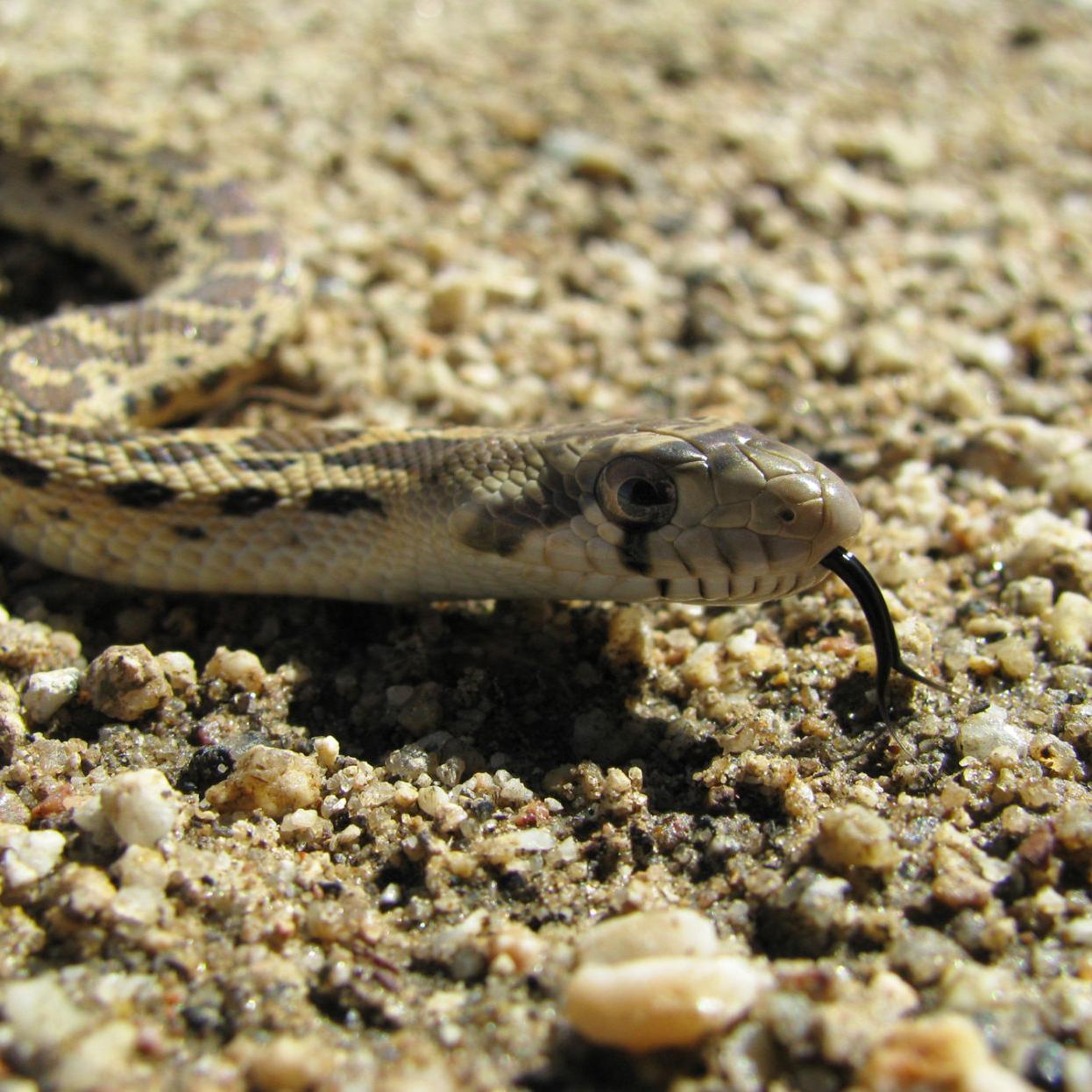 newborn gopher snake