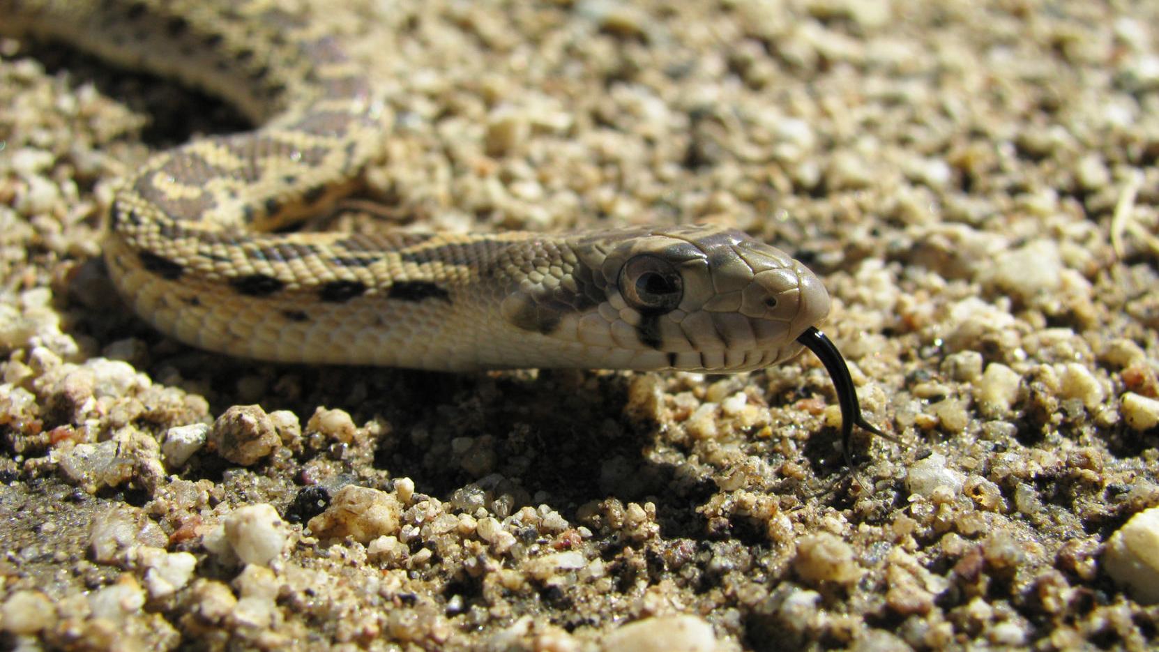 how to draw a gopher snake