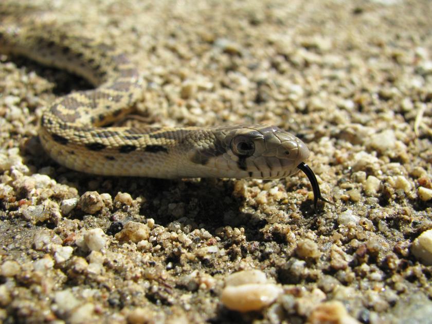 Natural Sightings: Gopher Snakes are common and non-venomous ...