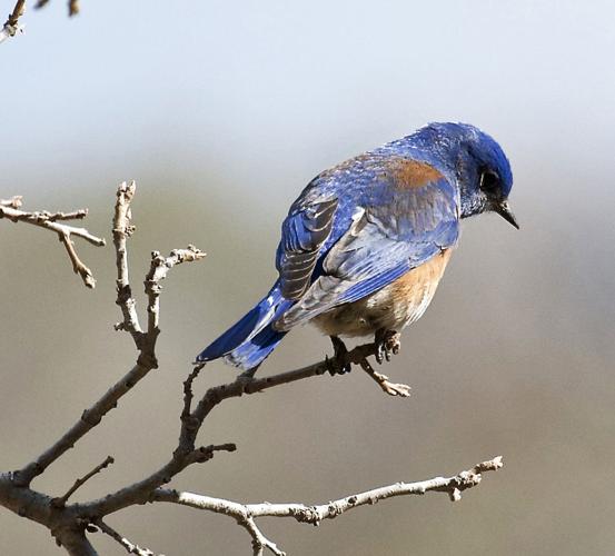Pen in Hand: Western Bluebirds of Happiness: simply beautiful thrushes ...