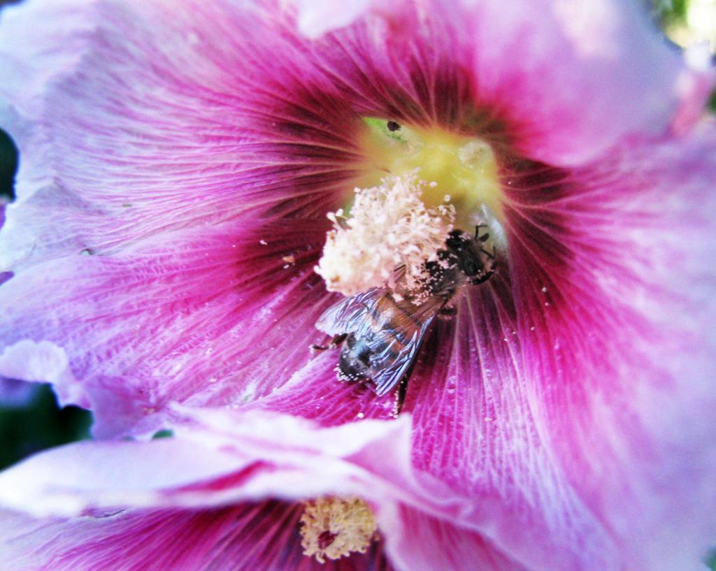 hollyhock bees